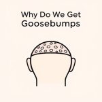Why Do We Get Goosebumps – Icfplivestock.com